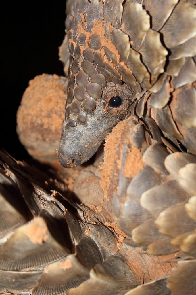 Wildlife Week: China must declare the use of pangolin scales in ...